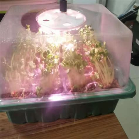 急速當日出貨 台灣現貨 透明育苗盒 悶箱 多肉 育苗盤 多規格育苗盒 育苗燈 育苗 悶箱 種子 種菜 龜背芋 花苗 果苗 蝦皮購物