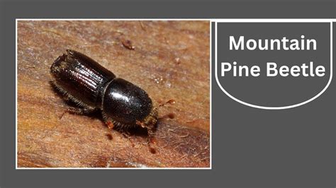 15 Types Of Bark Beetle Identification Habitat Behavior And Lifecycle