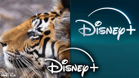 Disneynature Tiger Trailer Released Disney Rebranding Thoughts
