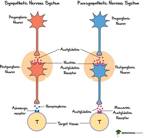 Sympathetic Vs Parasympathetic Nervous System Mcat Biology Medschoolcoach