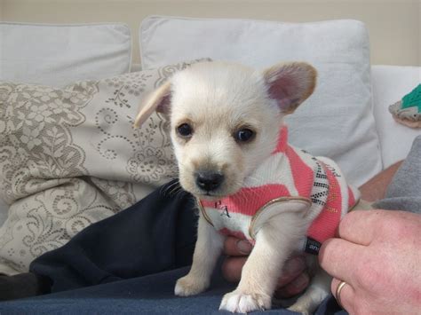 Chi Poo Chihuahua Poodle Mix Info Puppies Temperament Picture Artofit