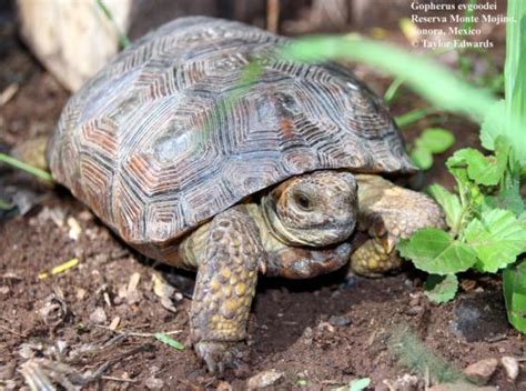 Gopherus Evgoodei The Reptile Database