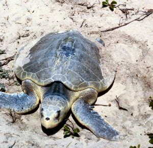 Texas State Sea Turtle Kemps Ridley Sea Turtle Lepidochelys Kempii