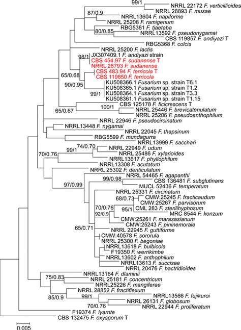 Phylogenetic Tree Generated By Bayesian Inference Bi And Maximum