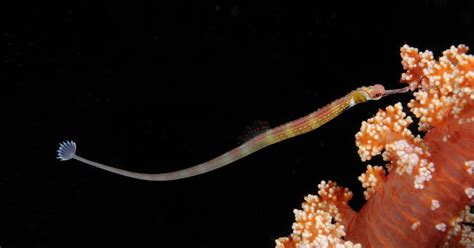 Real Monstrosities Pipefish