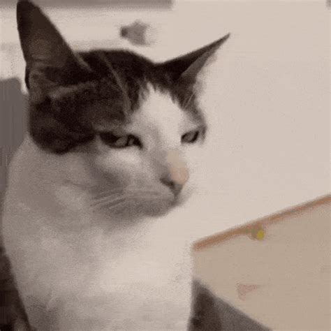 Side Eye Cat  Side Eye Cat S Entdecken Und Teilen