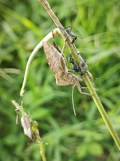 Coreid Leaf Footed Bug Climbing On The Creeping Weed Plant Stock Image Image Of Leaffooted