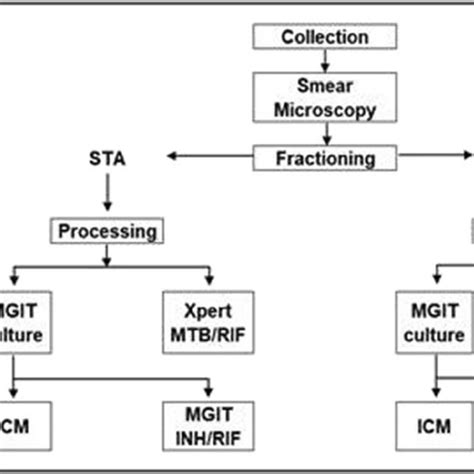 Flow Chart Of 100 Smear Positive Sputum Samples Evaluated By Sta And Download Scientific