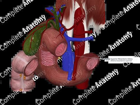 Superior Mesenteric Artery Complete Anatomy Superior Mesenteric Artery Complete Anatomy