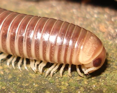 Quilópodes Circulação E Sistema Circulatório Mundo Ecologia