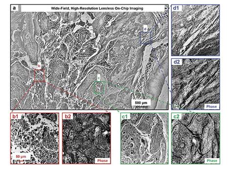 diffuser modulation enables quantitative lensless microscopy features