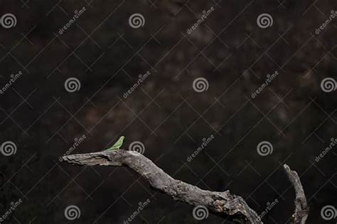 Rose Ringed Parakeet Or Psittacula Krameri Or Ringneck Parrot Or The Kramer Parrot On A Dead