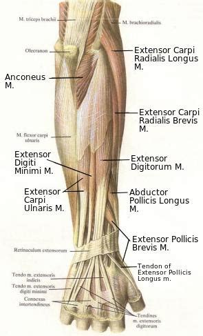 Extensor Carpi Ulnaris