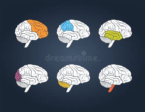 Brain Lobes In Different Colors Stock Illustration Illustration Of