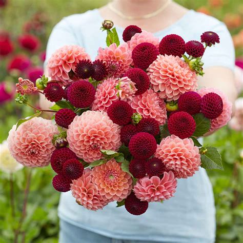 Dahlia Tubers Opposites Attract Duo Dahlia Bulbs Eden Brothers