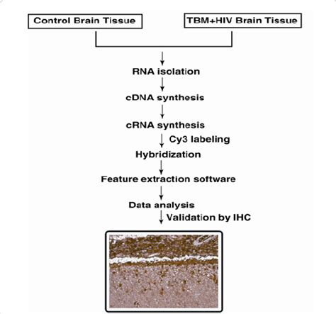Schematic Representation For Transcriptomic Studies In Tbm Coinfected