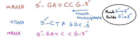 Is This How Reverse Transcriptase Work R Mcat