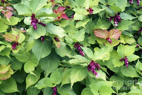 Himalayan Honeysuckle Leycesteria Formosa