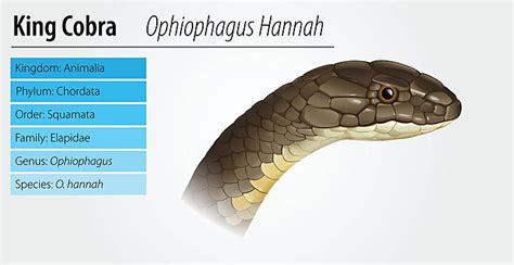 Ophiophagus Hannah Animal Poisonous Eye Vector Animal Poisonous Eye