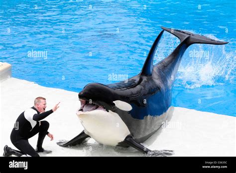 Trained Orca Or Killer Whale Orcinus Orca Shamu Stadium Seaworld