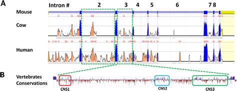 Bioinformatics Analysis Of The Irf 8 Coding Region With Special Detail Download Scientific