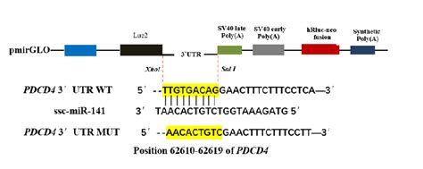 Schematic Diagram Of Pmirglo Pdcd4 3utr Recombinant Vector Download Scientific Diagram