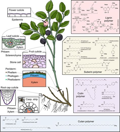 Overview Of The Localizations Of Lignin Suberin Cutin And Cutan Download Scientific Diagram