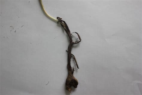 DNA Techniques Reveal A New And Unusual Tulip Species Tulipa Toktogulica From Kyrgyzstan