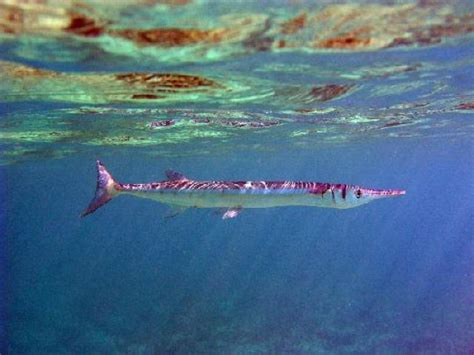 Orphie Totems Scouts Be