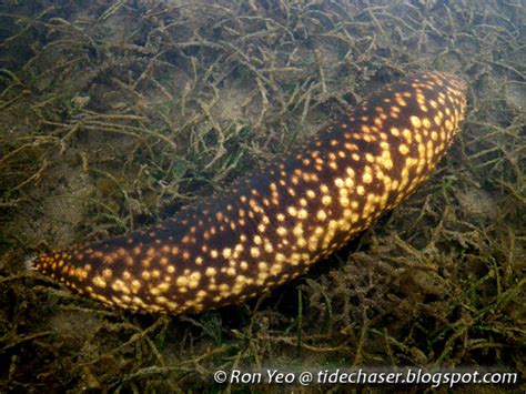 The Tide Chaser Sea Cucumbers Phylum Echinodermata Class