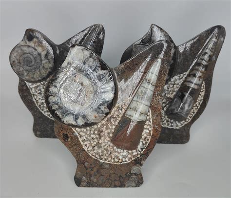 Ammonite And Orthoceras Decorative Piece — The Headspace