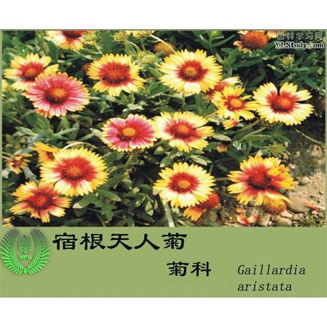 宿根植物百度百科