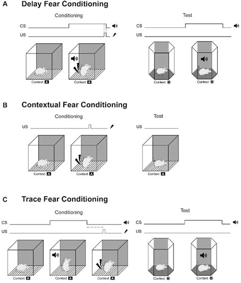 Schematic Diagram Of Delay A Contextual B And Trace C Fear
