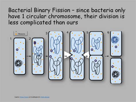 Chapter 10 Cell Division General Biology I Bsc Ppt Download Chapter 10 Cell Division General Biology I Bsc Ppt Download