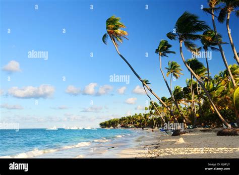 Tree At Beach Hi Res Stock Photography And Images Alamy
