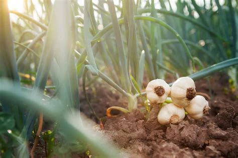 Planter De Lail Comment Réussir Sa Culture Bricoccasions