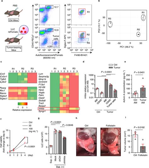 Inhba Upregulation In Lung Alveolar Macrophages Ams Enhances