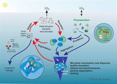Marine Carbon Cycle