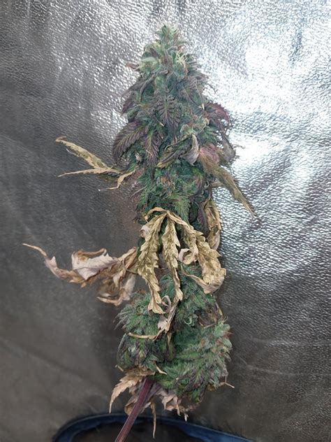 Ogiesel X Apollo 13 F4 4  420 Magazine