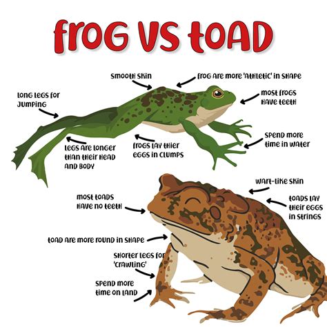 Difference Between Toads And Frogs