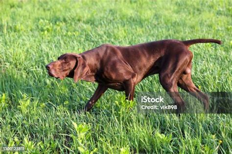 갈색 사냥 개 근육질의 사냥개 독일어 짧은 머리 포인터 철저한 근친 지점에서 잔디의 필드 사이에 서 야생 게임의 냄새를 냄새 봄 풍경 독일 문화에 대한 스톡 사진 및 기타