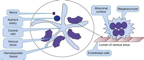 Megakaryocyte Diagram