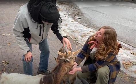 These Streetwise Pet Goats Are The Okanagans Newest Celebrities Cbc News