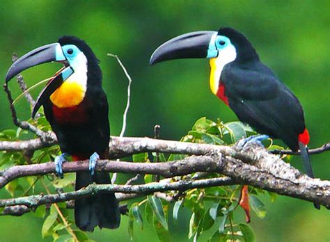 Toucans Neotropical Birds