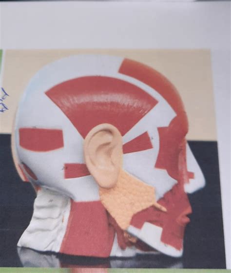 Microscope Exercise Using Your Search Browser To Chegg