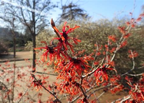 Witch Hazel Ruby Glow Hamamelis × Intermedia Ruby Glow Growing