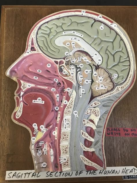 Sagittal Section Of The Human Head Model Diagram Quizlet
