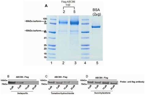 Sds Page Analysis Of Purified Abcb6 And Selectivity And Validation Of