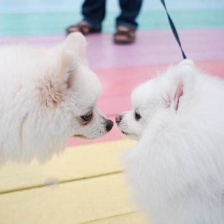 Android Studio AI Chat Integration 梅斯AI导航站