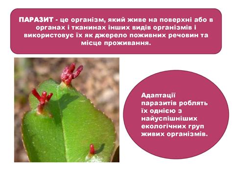 Адаптації паразитів та їх хазяїв 11 клас презентация онлайн